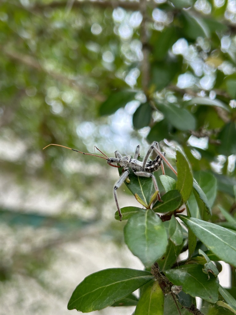 North American Wheel Bug from Orlando Wetlands Park Trail, Christmas ...