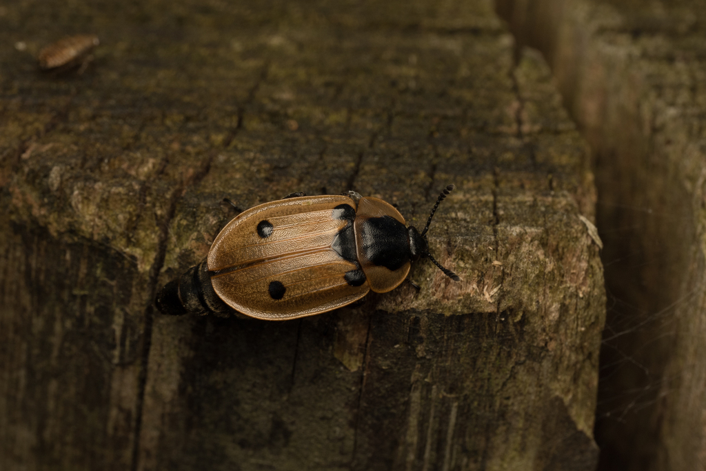 Four-spotted Carrion Beetle from Mol, Dessel, België on May 10, 2024 at ...