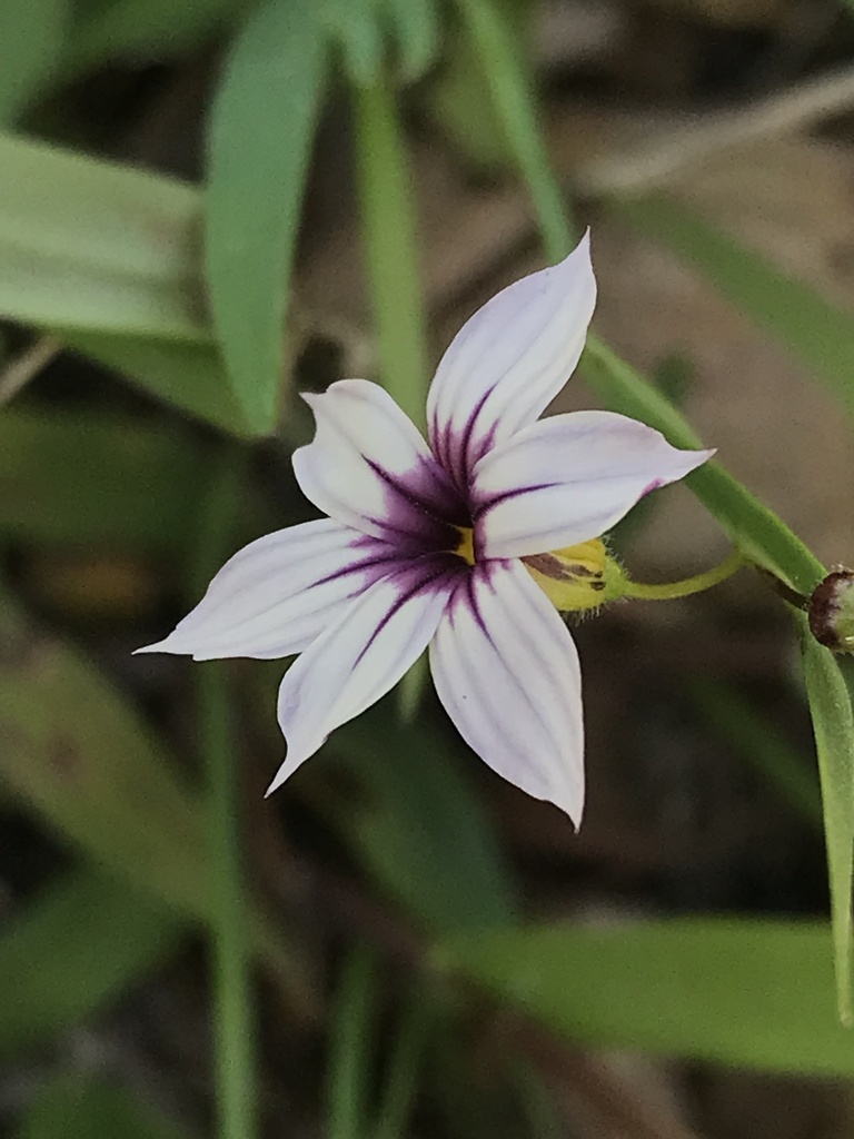 Blue Pigroot from Smithville, TX, US on April 4, 2024 at 10:48 AM by ...