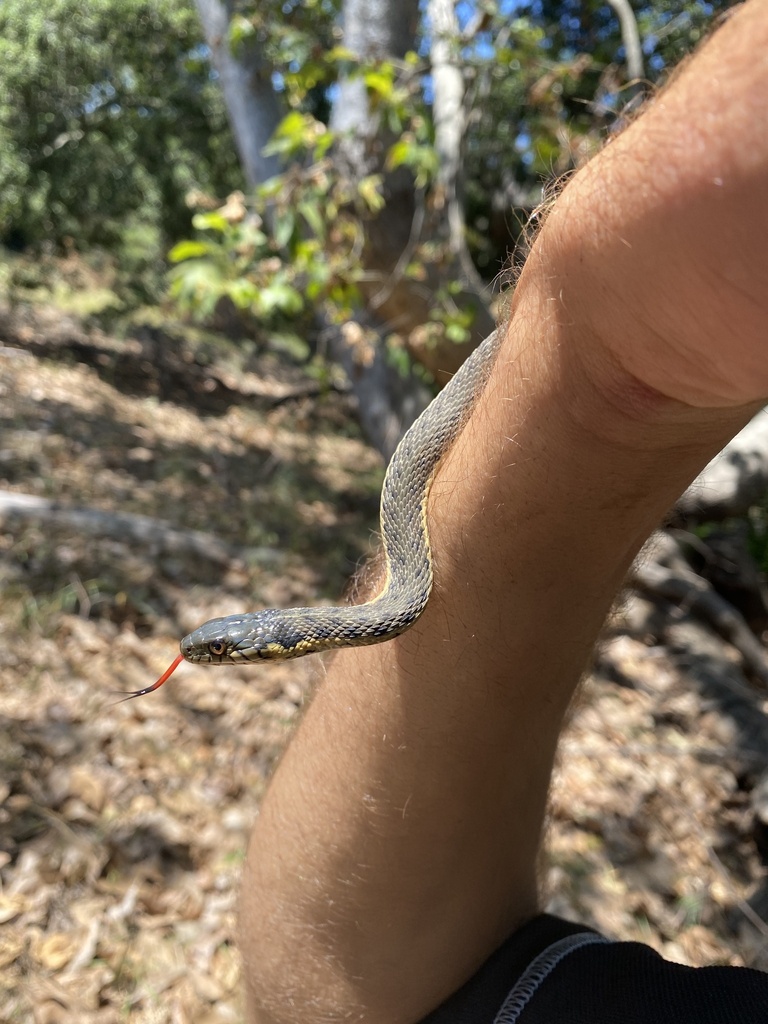 Two-striped Garter Snake in May 2024 by Tadd Kraft · iNaturalist