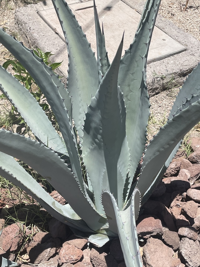 Magueyes y mezcales desde Centro, Loreto, B.C.S., MX el 14 de mayo de ...