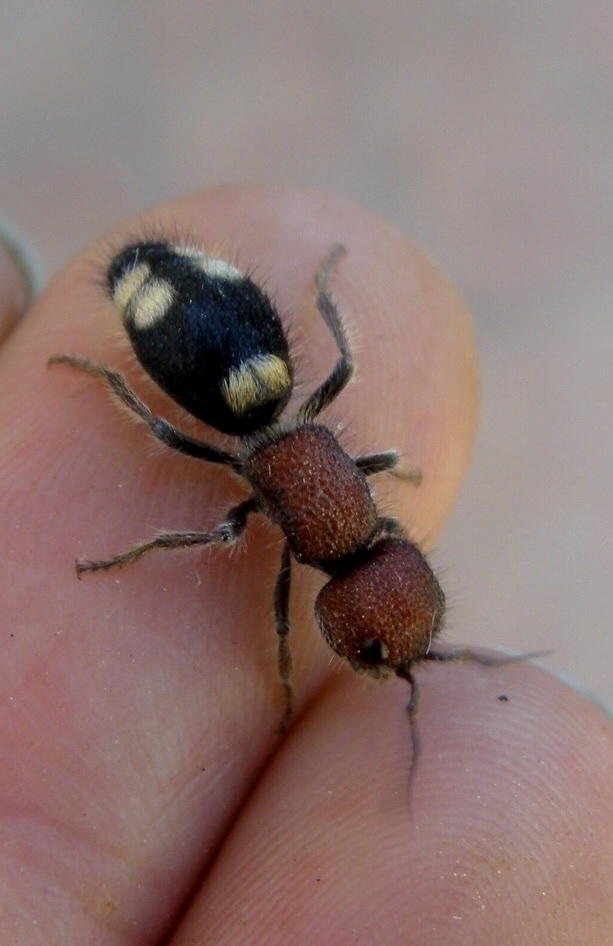 Five-spotted Velvet Ant from Bracciano, Lazio, IT on May 14, 2024 at 06 ...