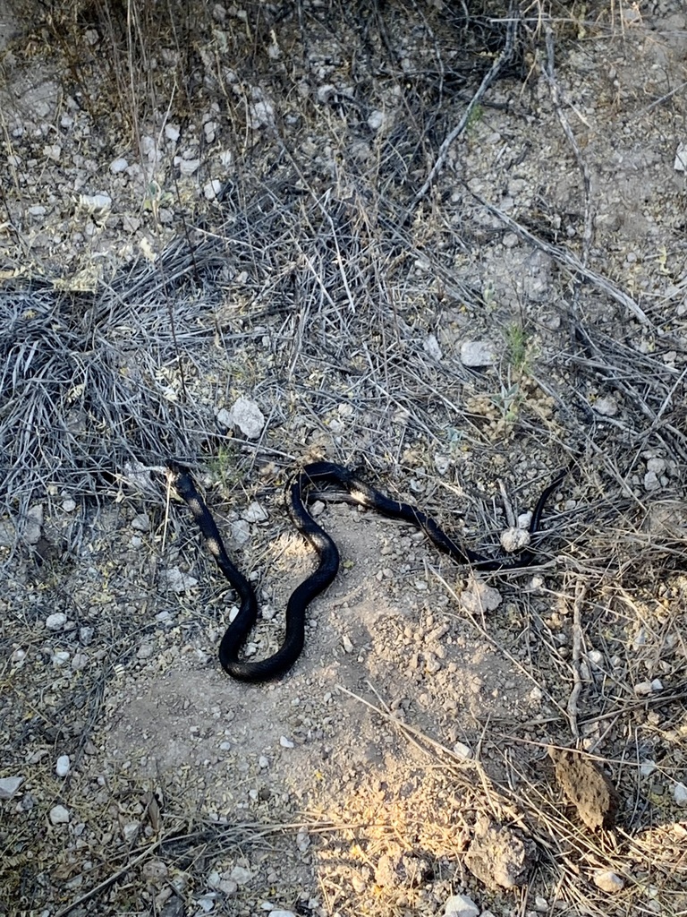Coachwhip in May 2024 by William Phillips · iNaturalist