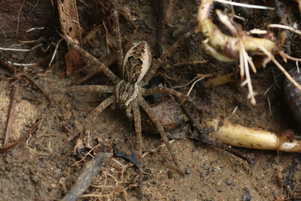 Striped Fishing Spider in May 2024 by brandonh1 · iNaturalist