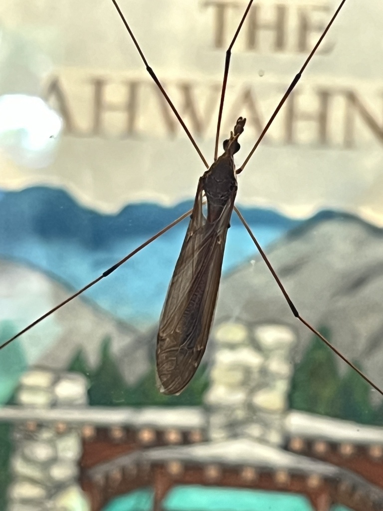 Large Crane Flies from Yosemite National Park, Mariposa County, US-CA ...