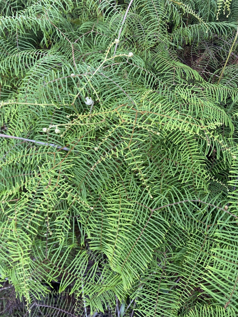 Pouched Coral Fern from Moreton Bay Marine Park, Banksia Beach, QLD, AU ...