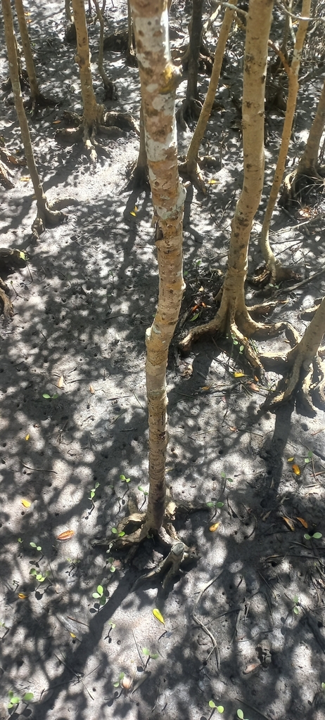 Something from Cairns - Mt Whitfield, AU-QL, AU on March 15, 2024 at 01 ...