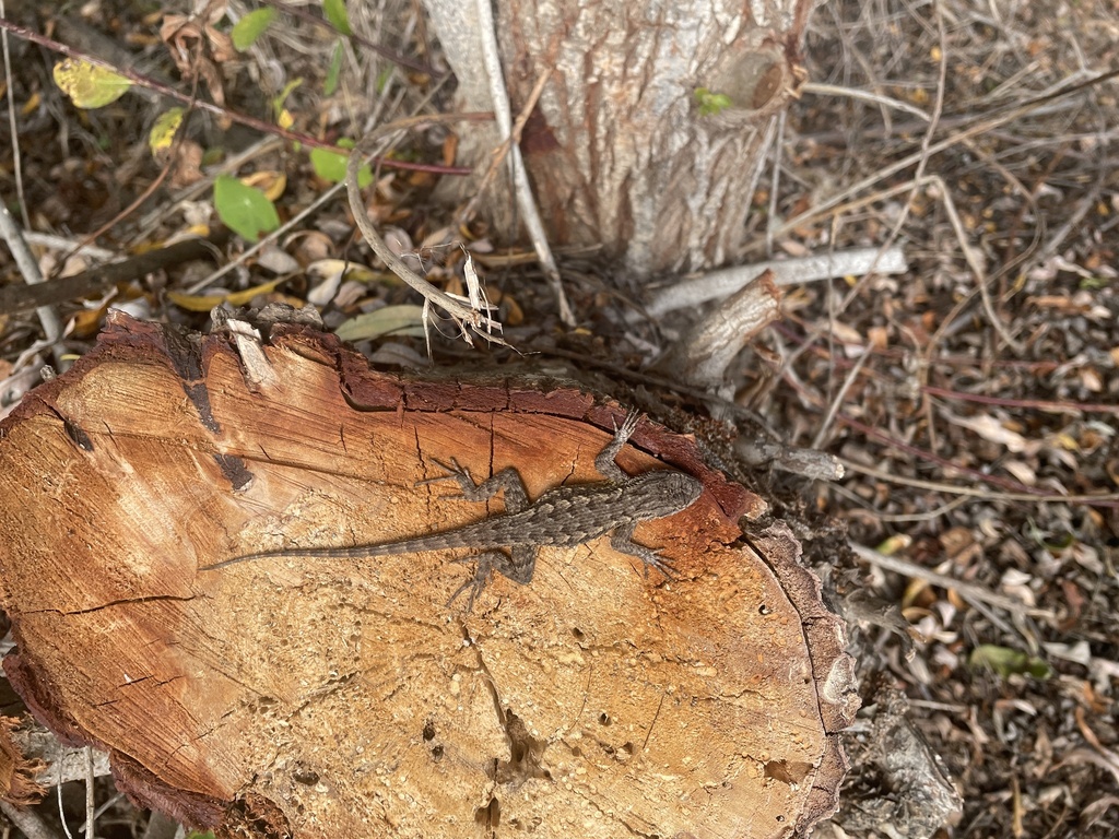 Western Fence Lizard from San Elijo Lagoon Ecological Reserve ...