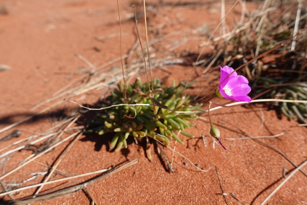 Parakeelya from Petermann NT 0872, Australia on May 11, 2024 at 03:10 ...