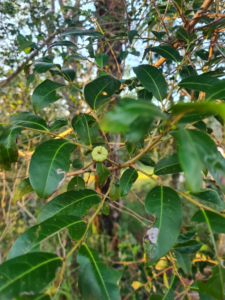 Cheese Tree from Lake Munmorah NSW 2259, Australia on May 15, 2024 at ...