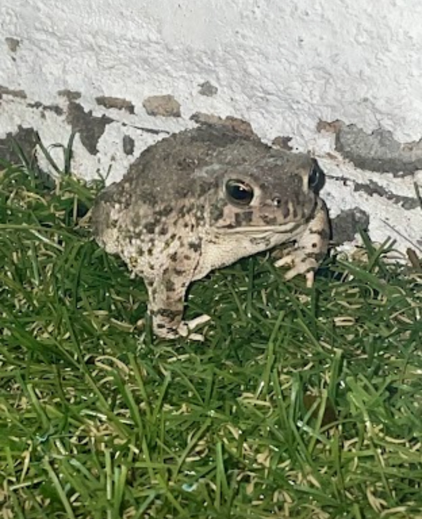 Plateau Toad from Valle De Las Flores, Las Víboras, Jal., MX on January ...