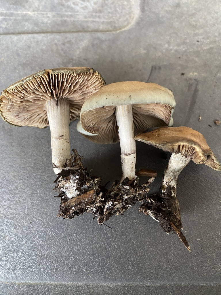 Psychedelic Ovoid Mushroom in May 2024 by mitchpatti · iNaturalist