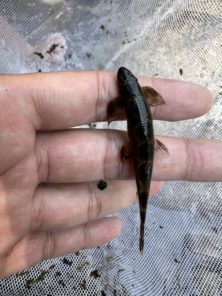 Balitora burmanica in May 2024 by WEERAPHAT JAMSAI · iNaturalist