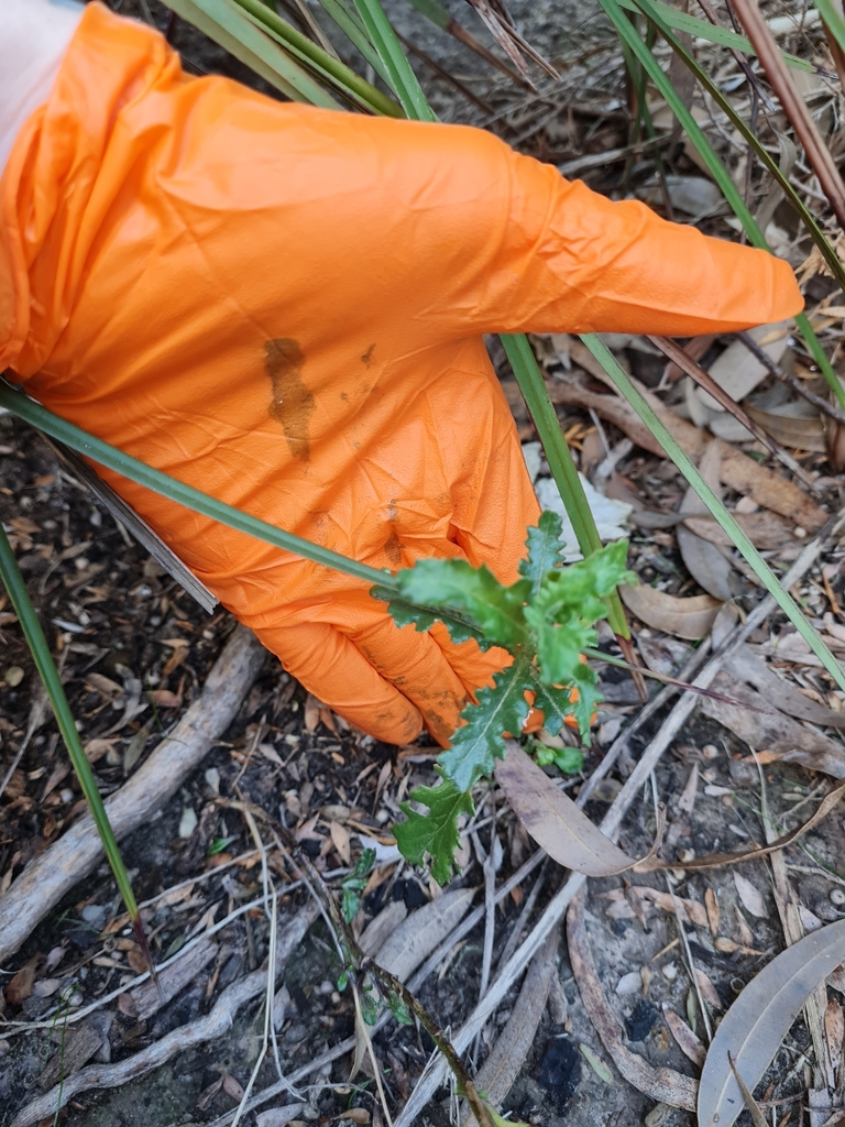 common groundsel from Hastings VIC 3915, Australia on May 15, 2024 at ...