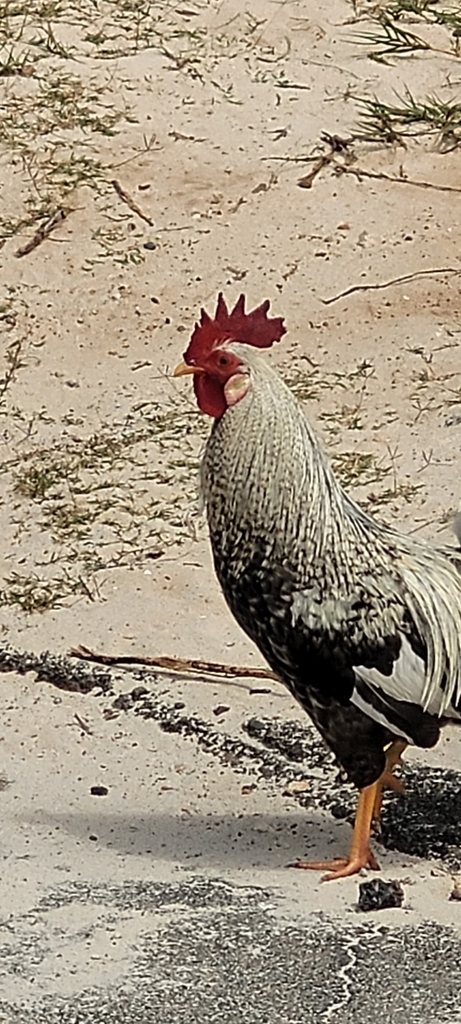 Domestic Chicken from Hamilton, Bermuda on April 29, 2024 at 11:29 AM ...