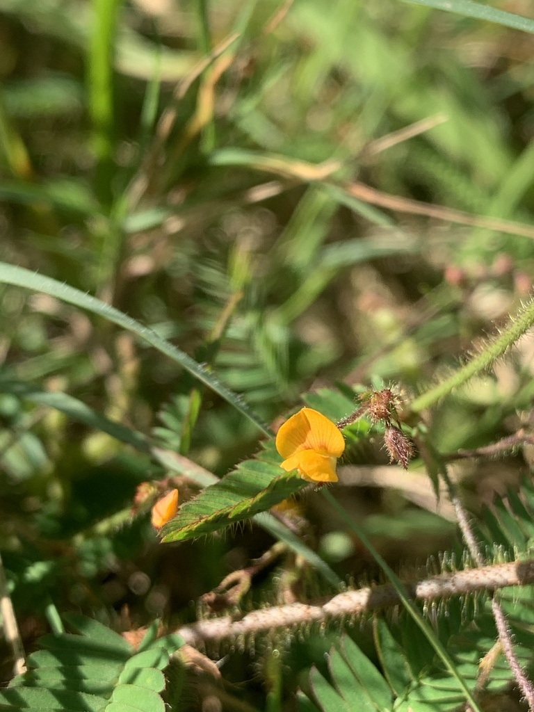 shyleaf from Byron Bay, NSW, AU on May 14, 2024 at 02:00 PM by Shaun ...