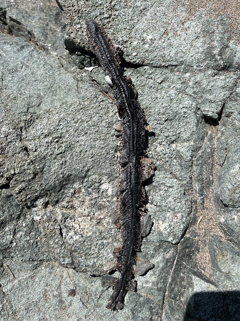 Alitta from Bay of Fundy, West Isles, NB, CA on May 13, 2024 at 03:21 ...