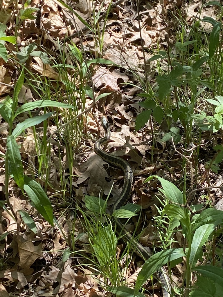Common Garter Snake from Columbus, MN, US on May 14, 2024 at 03:27 PM ...