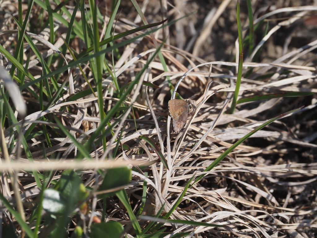 Hoary Elfin from Lambton County, ON, Canada on May 14, 2024 at 04:46 PM ...