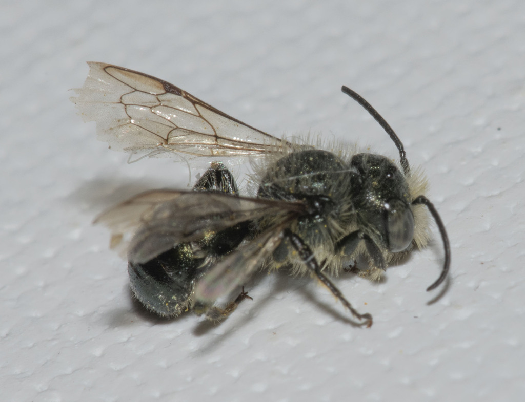 Mason Bees in May 2024 by Owen Ridgen · iNaturalist