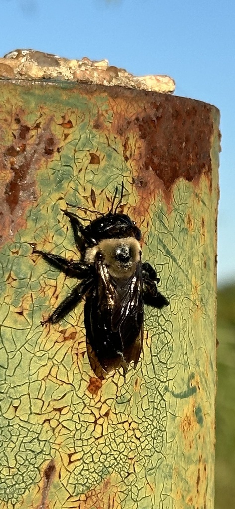 Eastern Carpenter Bee from Bertram, TX, US on May 14, 2024 at 07:22 PM ...