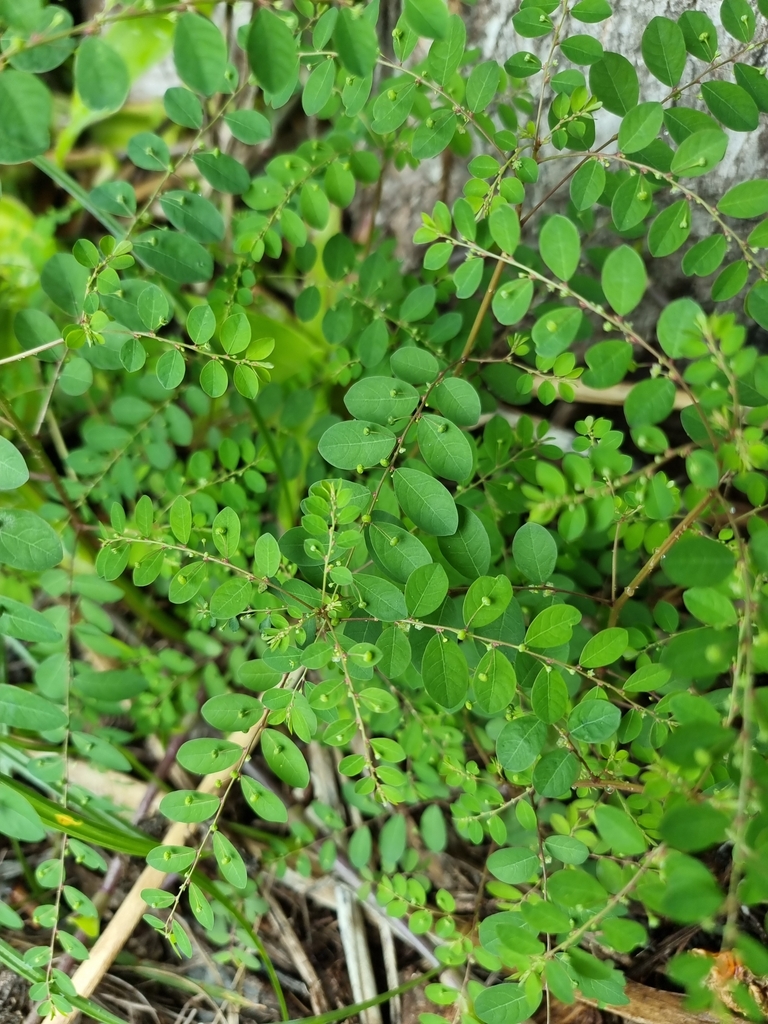 Mascarene Island leaf-flower from Valley Park Avenue at Eagle Heights ...