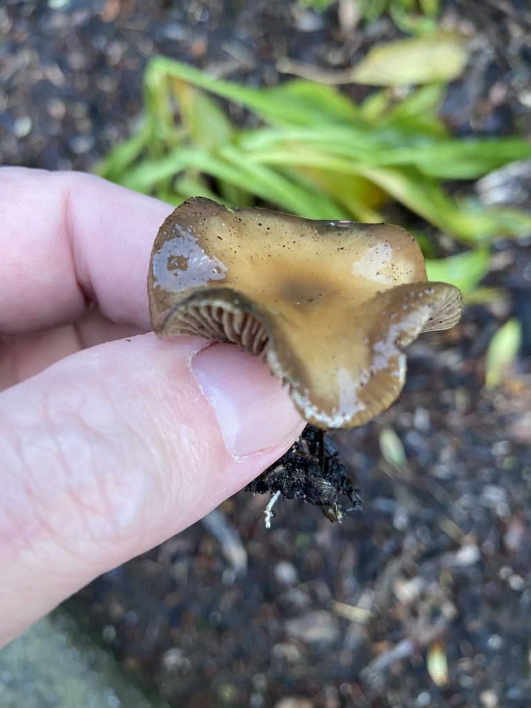 Wavy Cap in November 2020 by Scott Bowers · iNaturalist