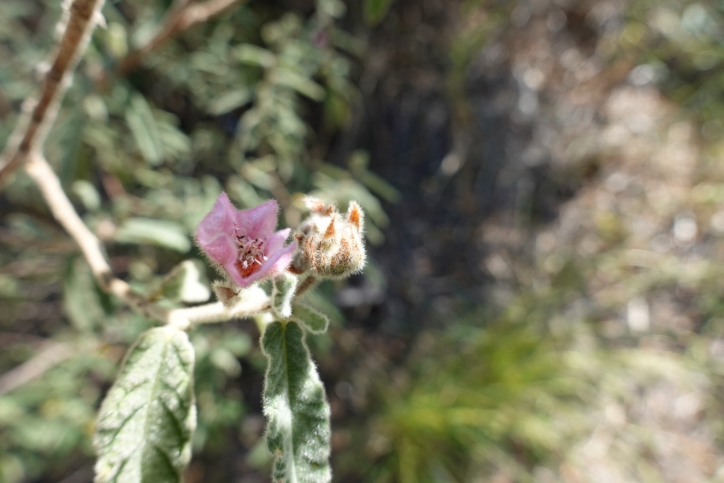 Commersonia magniflora from Petermann NT 0872, Australia on May 15 ...