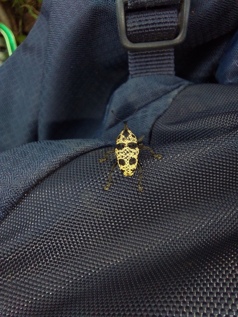 Cholus from Sierra, Provincia de Guanacaste, Abangares, Costa Rica on ...