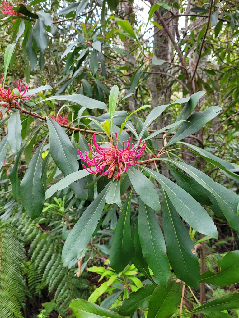 Waratahs from Bendoc VIC 3888, Australia on December 14, 2021 at 04:49 ...