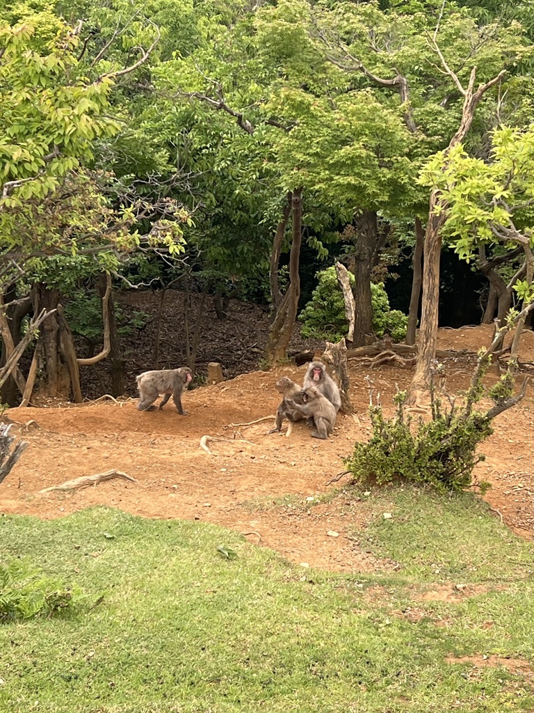 Japanese Macaque from Arashiyamagenrokuzancho, Kyoto, Kyoto, JP on May ...