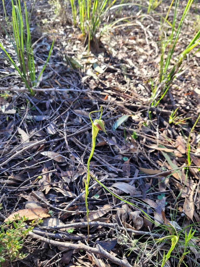 cobra greenhood from Darriman VIC 3851, Australia on June 20, 2022 at ...
