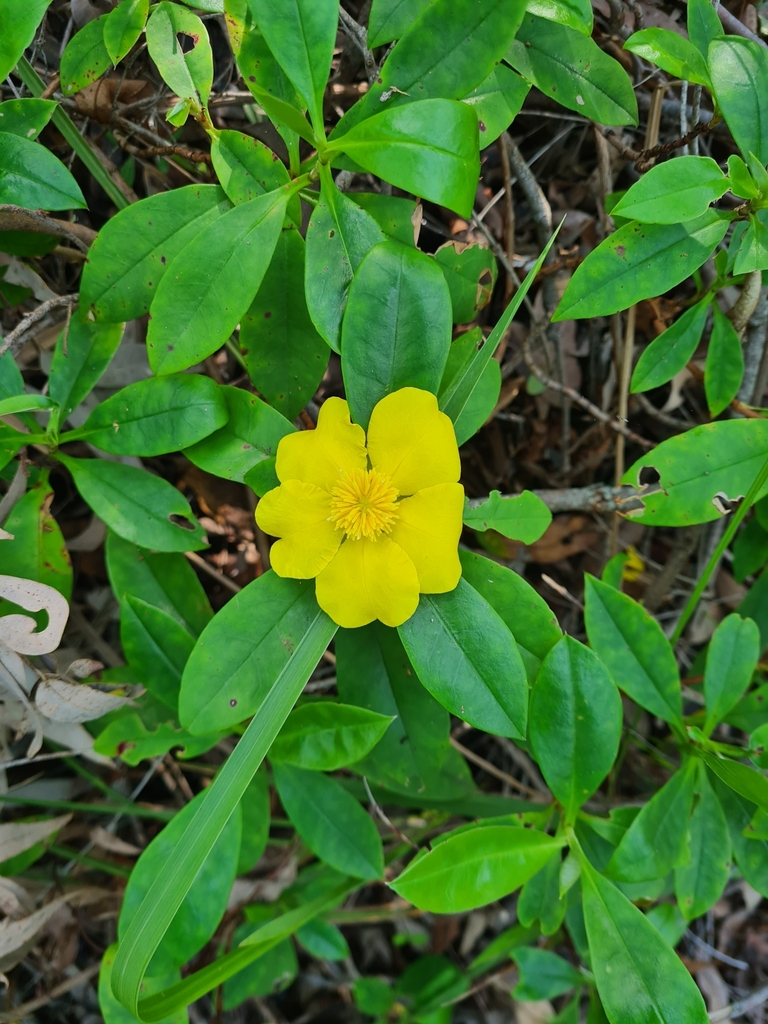 Climbing Guinea flower from Colongra NSW 2262, Australia on May 15, 2024 at 10:31 AM by Jess ...