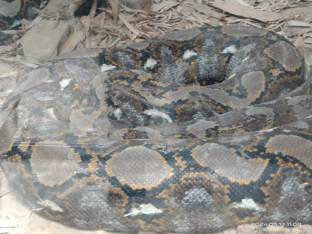 Reticulated Python from Guniyal Gaon, Uttarakhand, India on May 12 ...