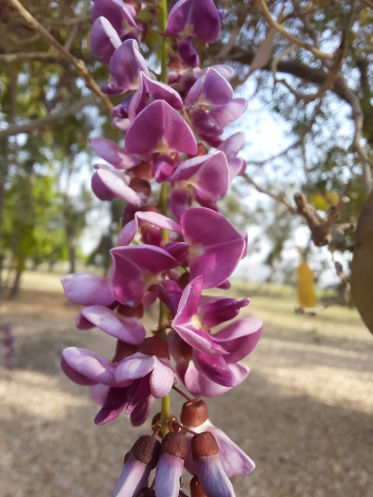 Faboideae from Limbi, Gujarat, India on March 9, 2021 at 08:53 AM by Aamir Matli · iNaturalist