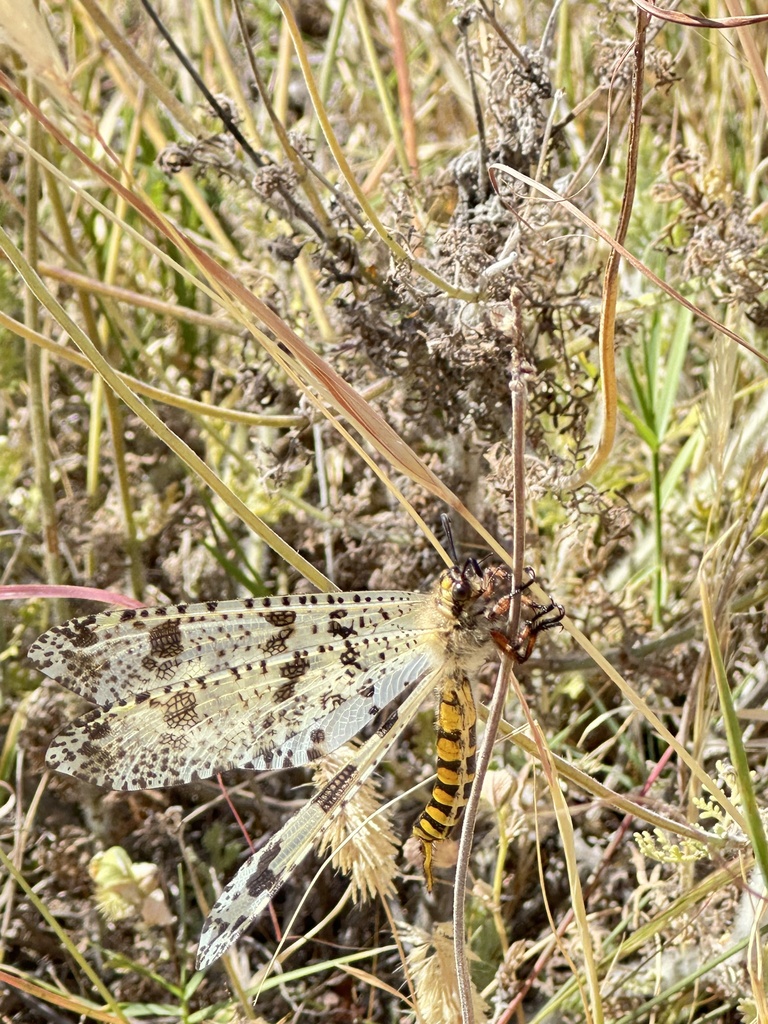 Palpares hispanus from Rincón de la Victoria, Málaga, ES on May 15 ...