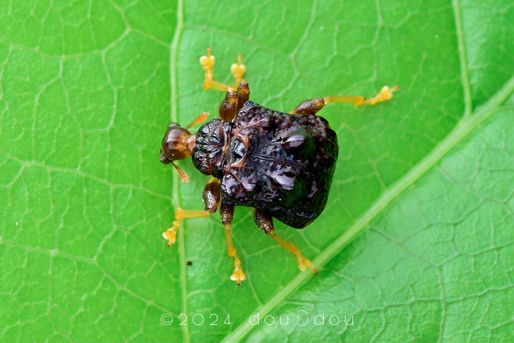 Paroplapoderus angulipennis from 中国浙江省衢州市开化县 on April 06, 2024 at 03:30 ...