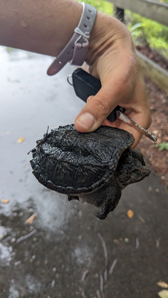 Common Snapping Turtle from Westridge, NC 27607, USA on May 14, 2024 at ...