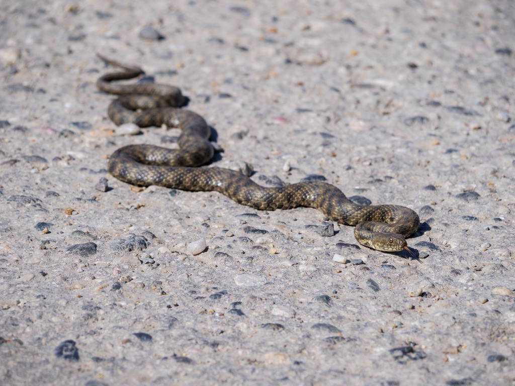 Tessellated Water Snake from 900 43 Hamuliakovo, Slovakia on May 15 ...