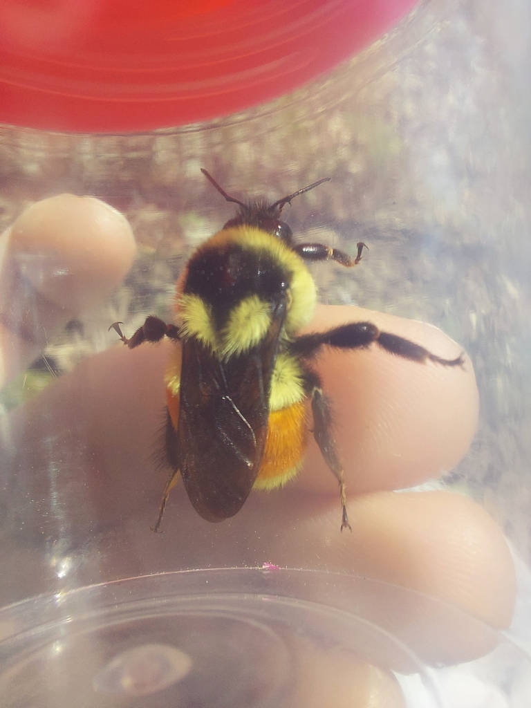 Tricolored Bumble Bee from Val-Racine, QC G0Y 1E1, Canada on May 13 ...