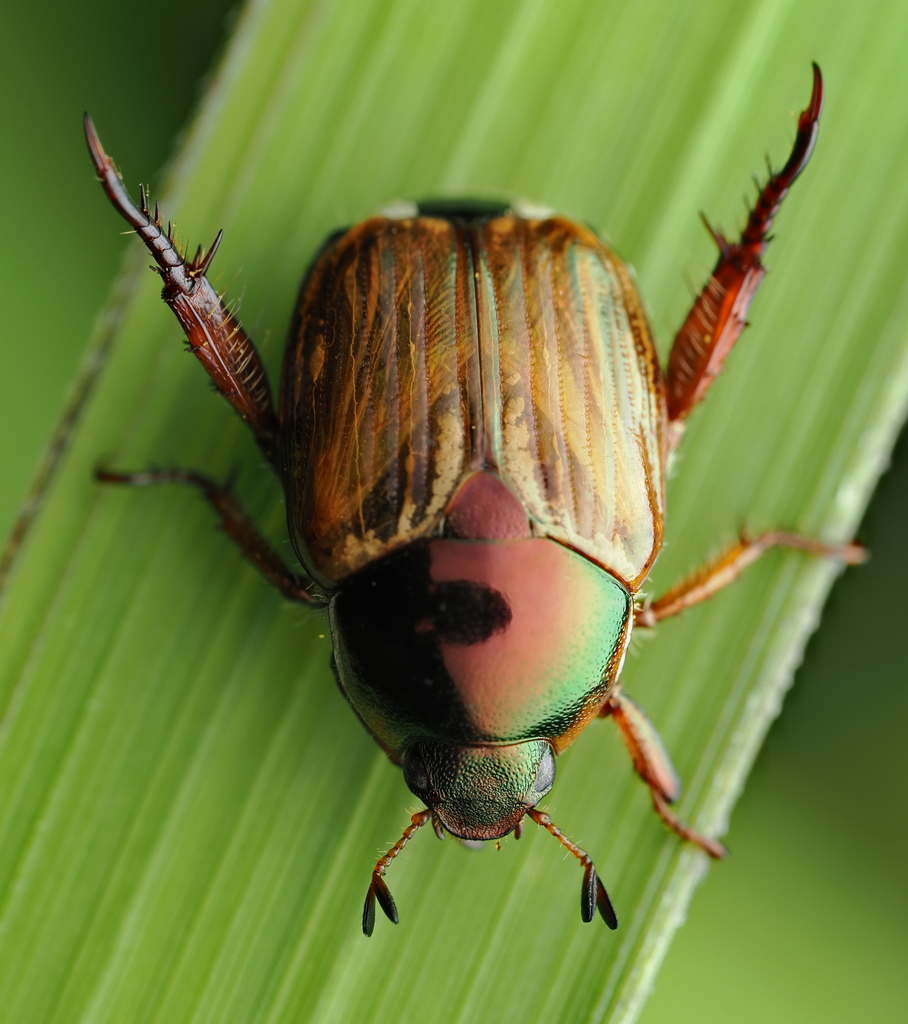 Popillia lewisi in May 2024 by S. Dowell · iNaturalist