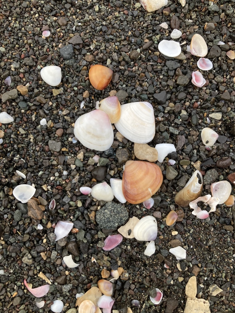 Tivela mactroides from Siquirres, Limón, Costa Rica on April 25, 2024 ...