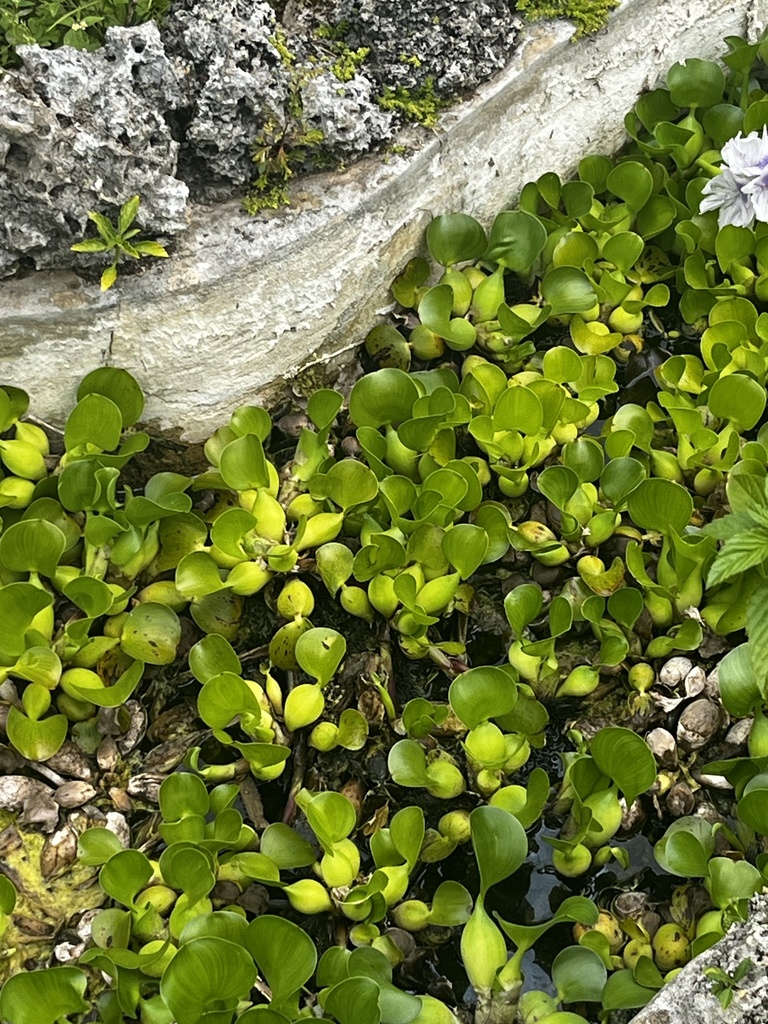 common water hyacinth from Main Island, Bermuda, BM on May 15, 2024 at ...