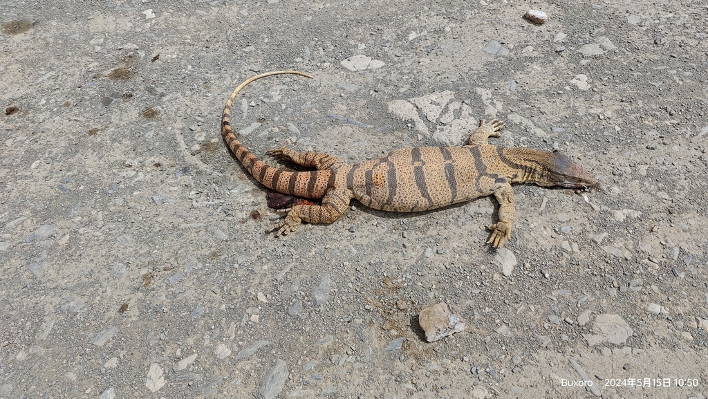 Caspian Monitor from Gijduvan District, Bukhara Region, 乌兹别克斯坦 on May ...