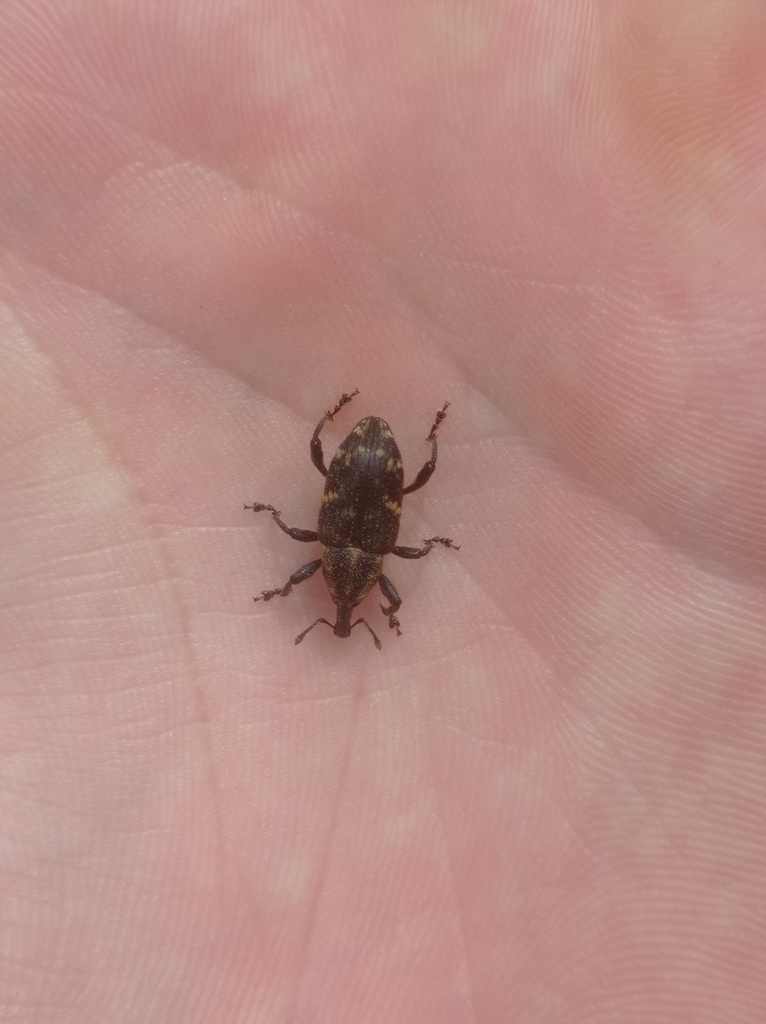 Large Pine Weevil from 91058 Erlangen, Deutschland on May 15, 2024 at ...