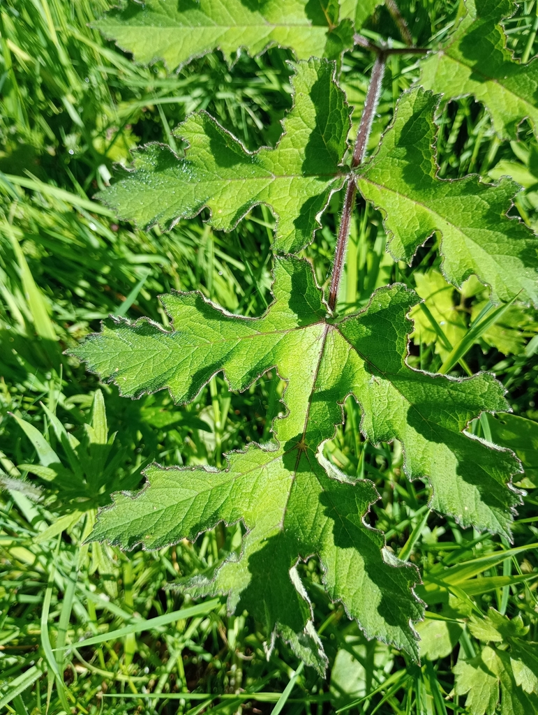 hogweed from Ansty Cross, Ansty, Haywards Heath RH17 5AS, UK on May 15 ...