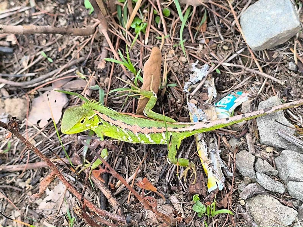 Oriental Forest Lizards from Chin, MM on May 14, 2024 at 10:20 AM by ...