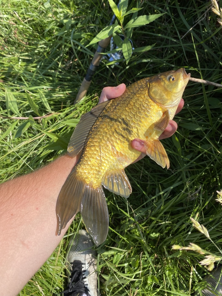 Goldfish from Mermaid Lake, Blue Bell, PA, US on June 19, 2022 at 05:15 ...