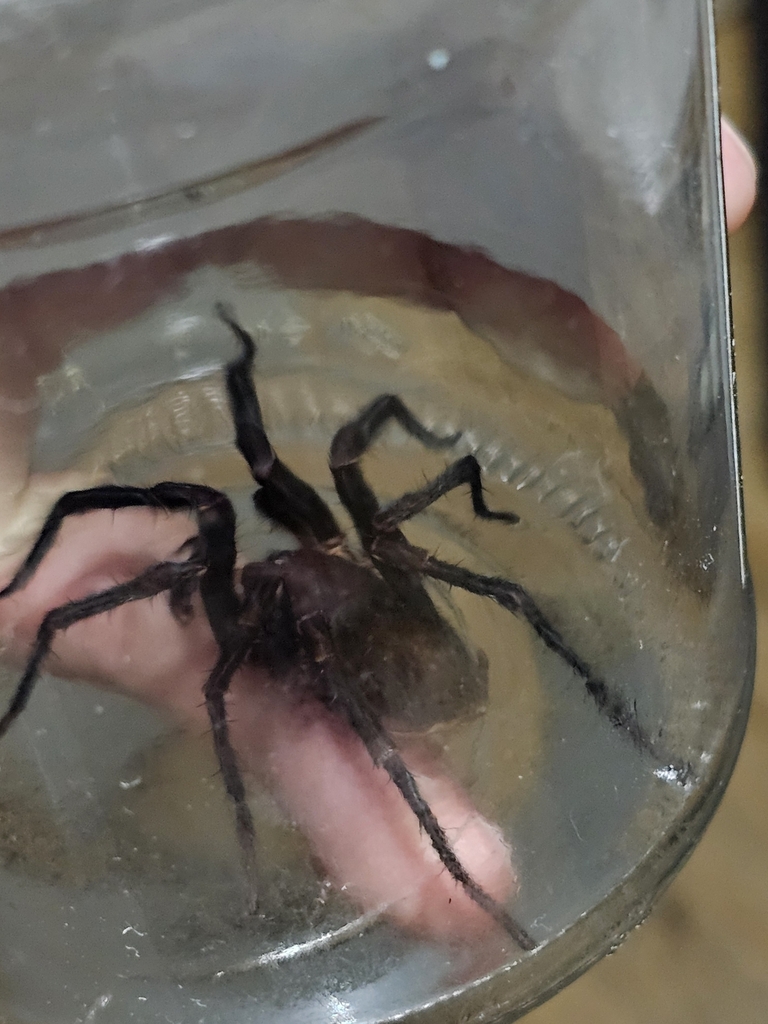 Typical Curtain-web Spiders from 25 de Julho, São Bento do Sul - SC ...