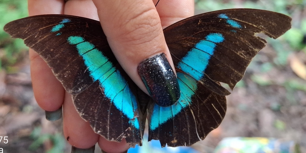 One-spotted Prepona from Aritaguá, Ilhéus - BA, Brasil on April 21 ...